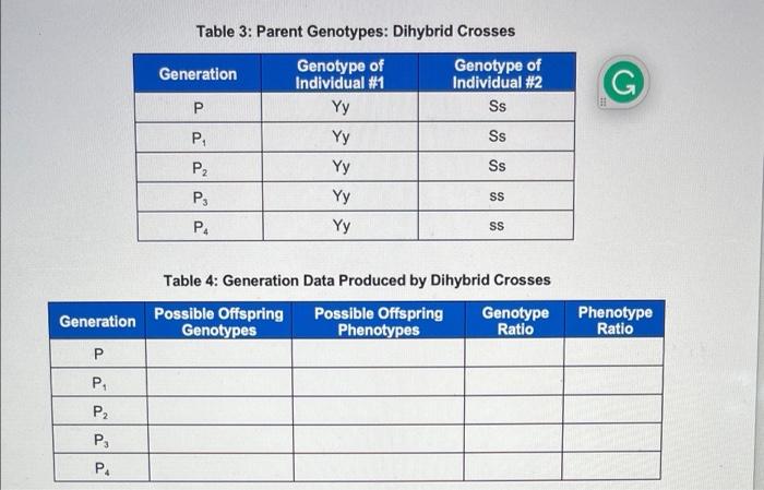 Solved Table 3: Parent Genotypes: Dihybrid Crosses | Chegg.com