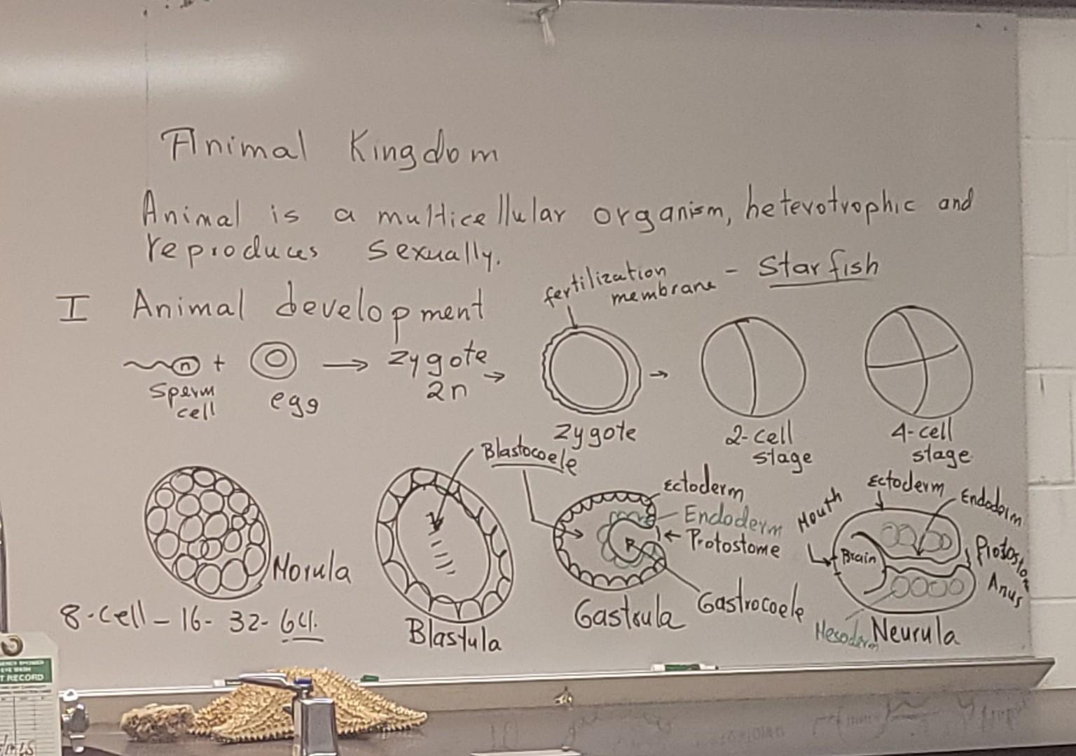 Frimal Kingdom Animal is a multicellular organism, | Chegg.com