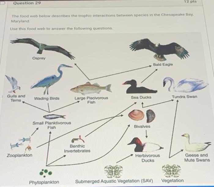 Solved 12 pts Question 29 The food web below describes the | Chegg.com