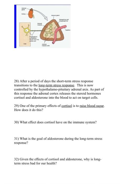 28) After a period of days the short-term stress | Chegg.com