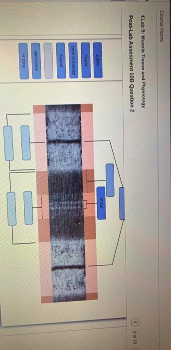 Solved Course Home (Lab 9: Muscle Tissue and Physiology 9 of | Chegg.com