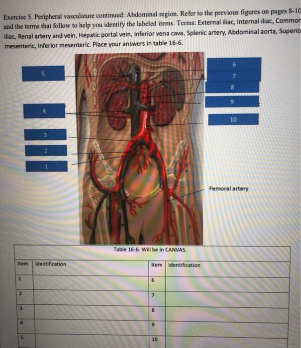 Solved Exercise 5. Peripheral vasculature continued: | Chegg.com