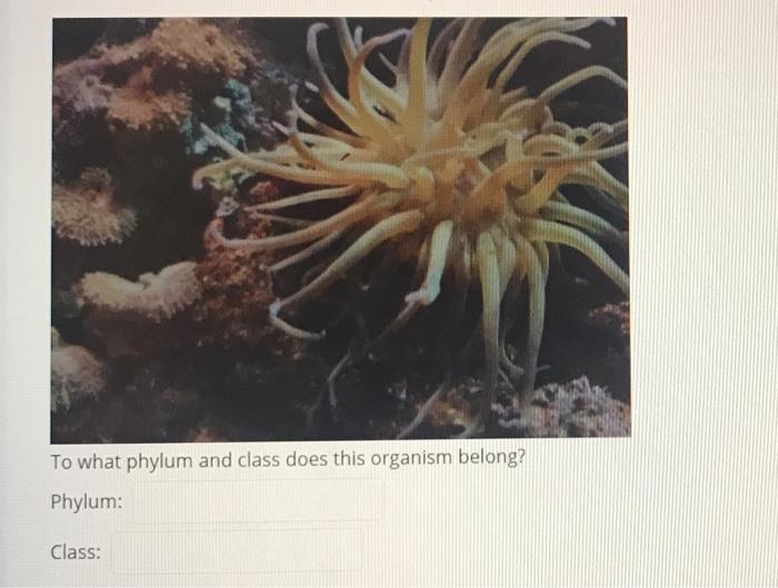 Solved To what phylum and class does this organism belong? | Chegg.com