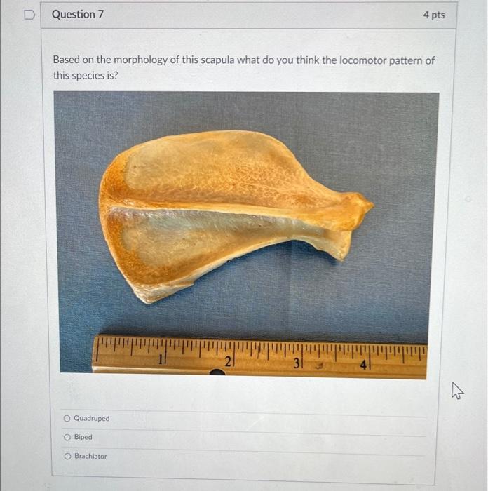 Based on the morphology of this scapula what do you | Chegg.com