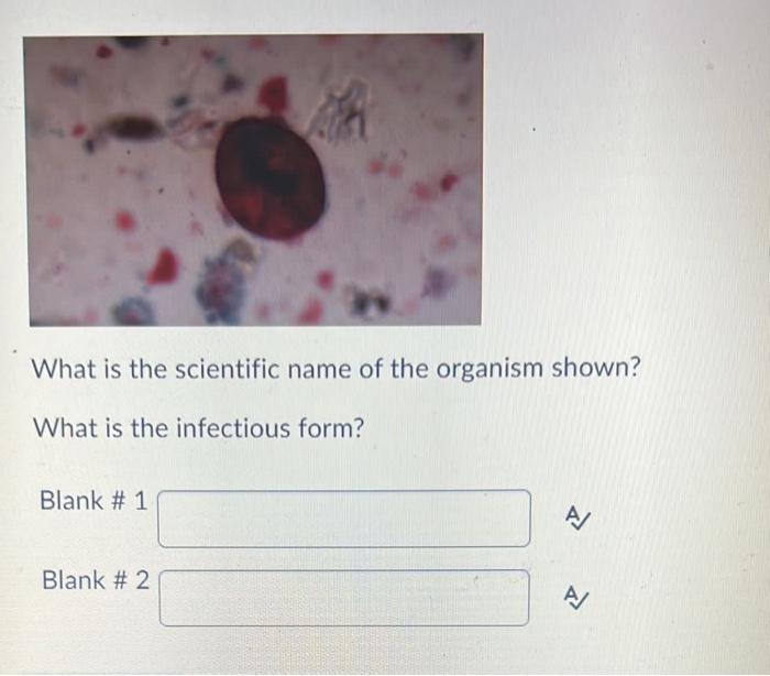 Solved What is the scientific name of the organism shown? | Chegg.com