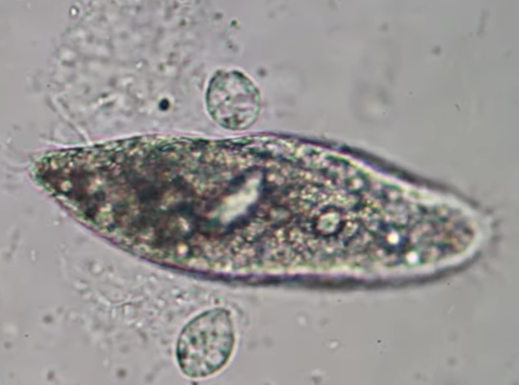 Solved can you label the parts of this live cell? It is from | Chegg.com