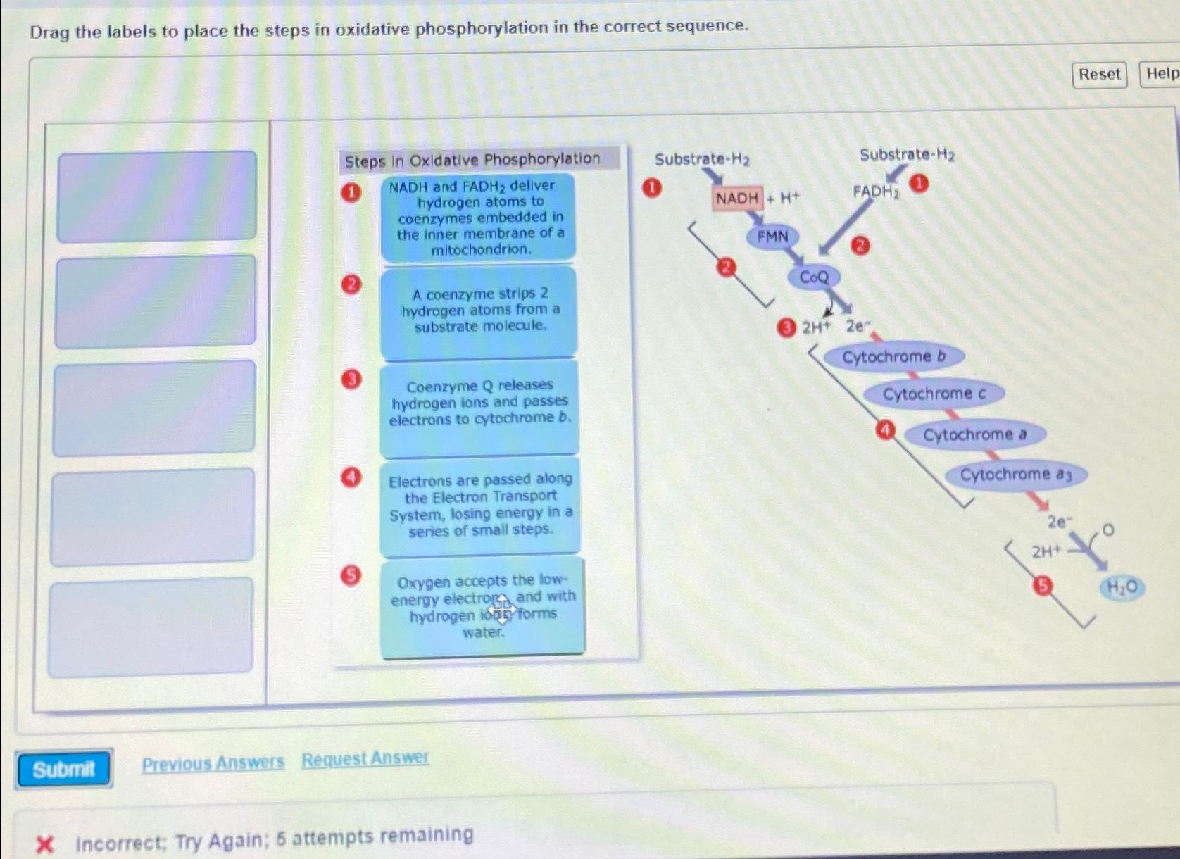 Solved Drag the labels to place the steps in oxidative | Chegg.com