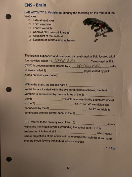 Solved CNS - Brain LAB ACTIVITY 4: Ventricles. Identify the | Chegg.com