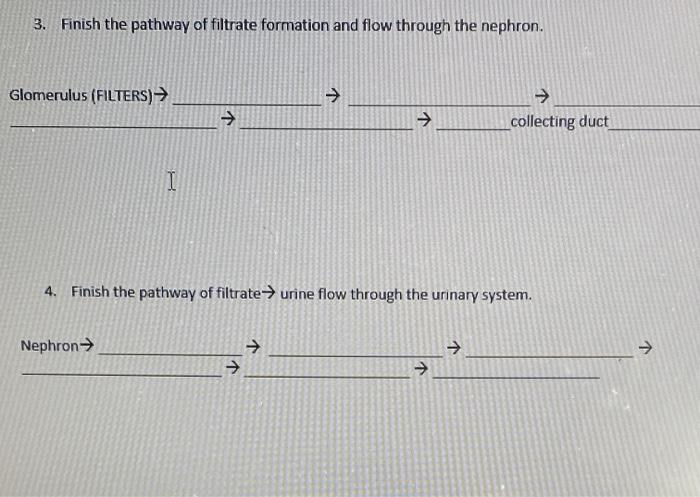 Solved 3. Finish the pathway of filtrate formation and flow | Chegg.com