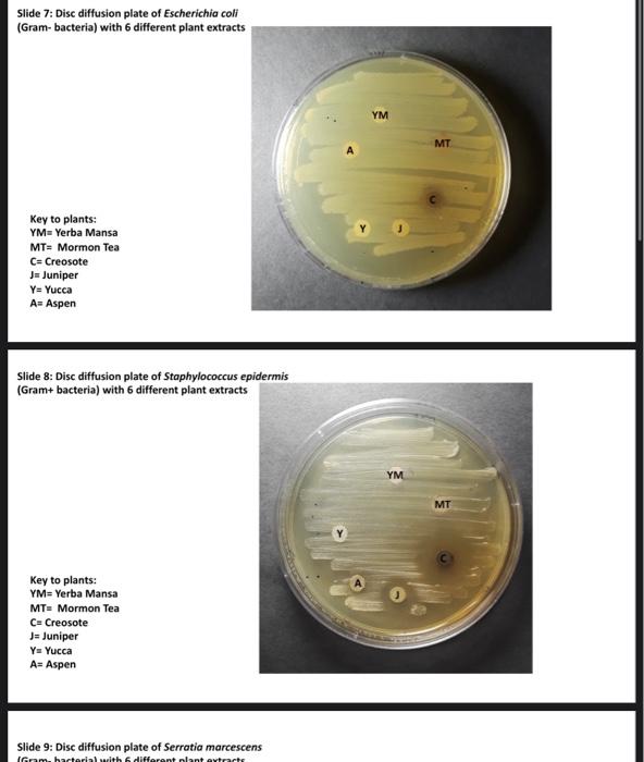 Solved 4 of 6 Slide 9: Disc diffusion plate of Serratia | Chegg.com