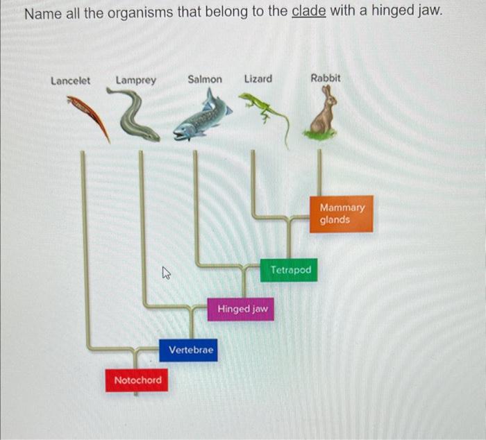 Solved Name all the organisms that belong to the clade with | Chegg.com