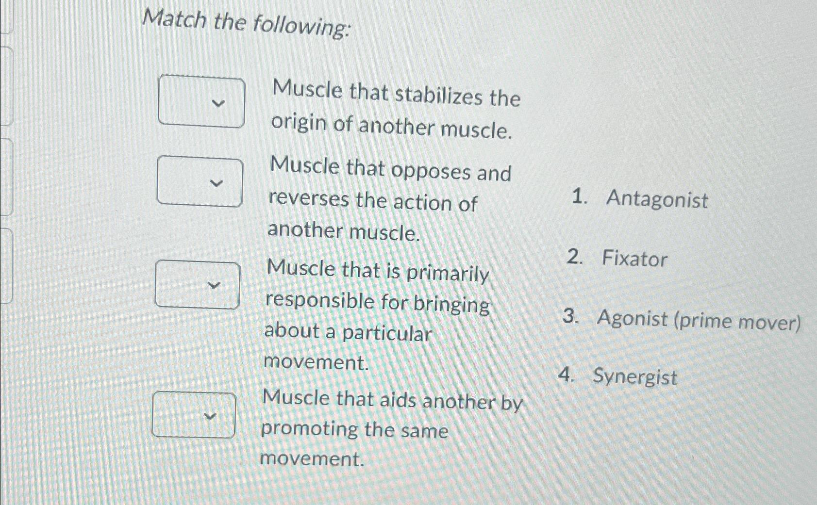 Solved Match the following:Muscle that stabilizes the origin | Chegg.com