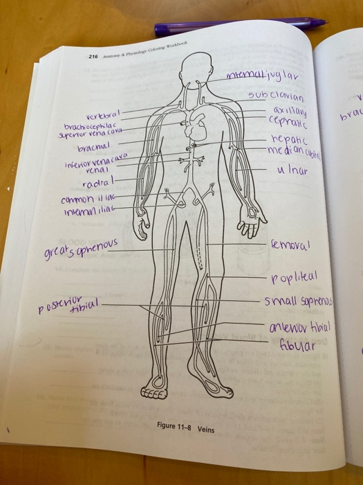 Chapter 11 The Cardiovascular System Figure 11 7 Veins Answers Creedmoms Chapter 11 The Cardiovascular System Figure 11 7 Veins Answers Creedmoms