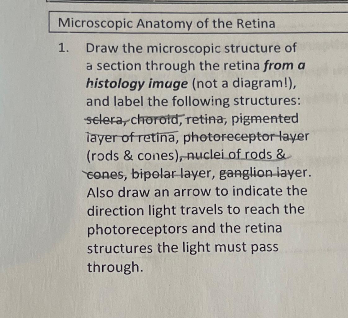 Microscopic Anatomy of the RetinaDraw the microscopic | Chegg.com