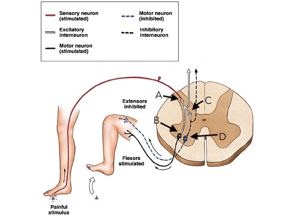 Solved 1. ﻿Reciprocal Inhibition in ReflexesCheck out this | Chegg.com