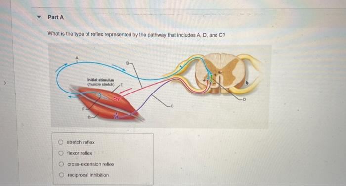 Solved Part A What is the type of reflex represented by the | Chegg.com
