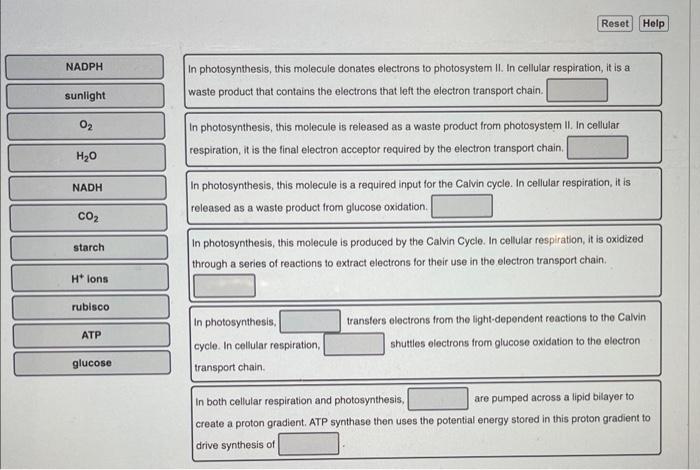 Solved In photosynthesis, this molecule donates electrons to | Chegg.com