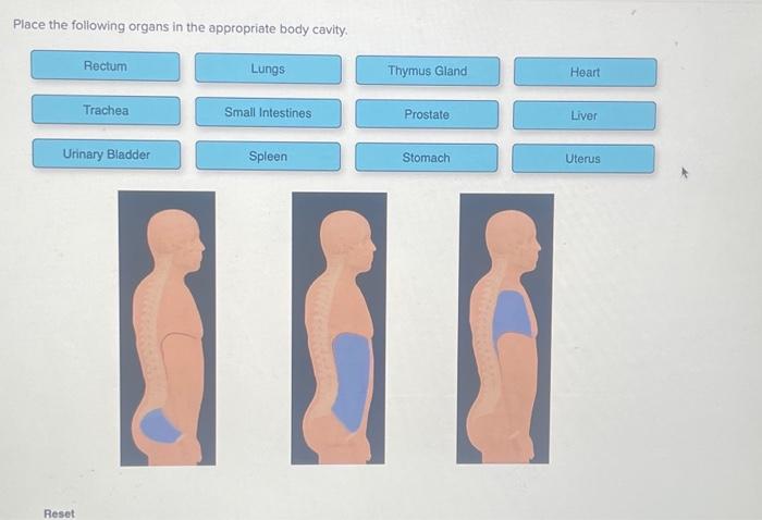 Solved Place the following organs in the appropriate body | Chegg.com
