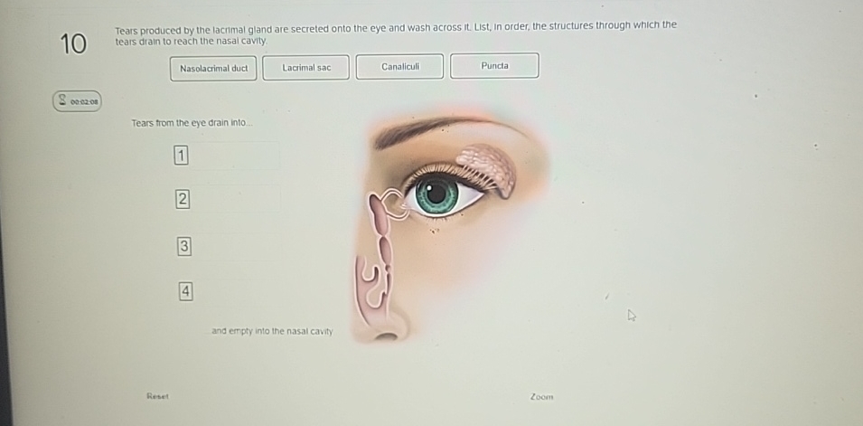 Solved 10Tears produced by the lacrimal gland are secreted | Chegg.com