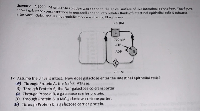 Solved Scenario: A 1000 um galactose solution was added to | Chegg.com