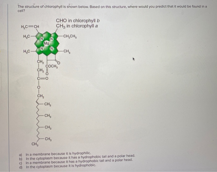 Solved The structure of chlorophyll is shown below. Based on | Chegg.com