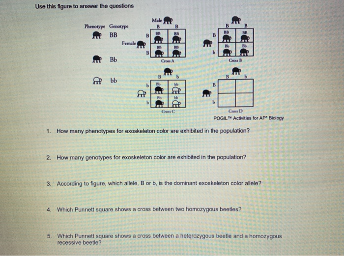 Solved Use this figure to answer the questions Male B BB | Chegg.com