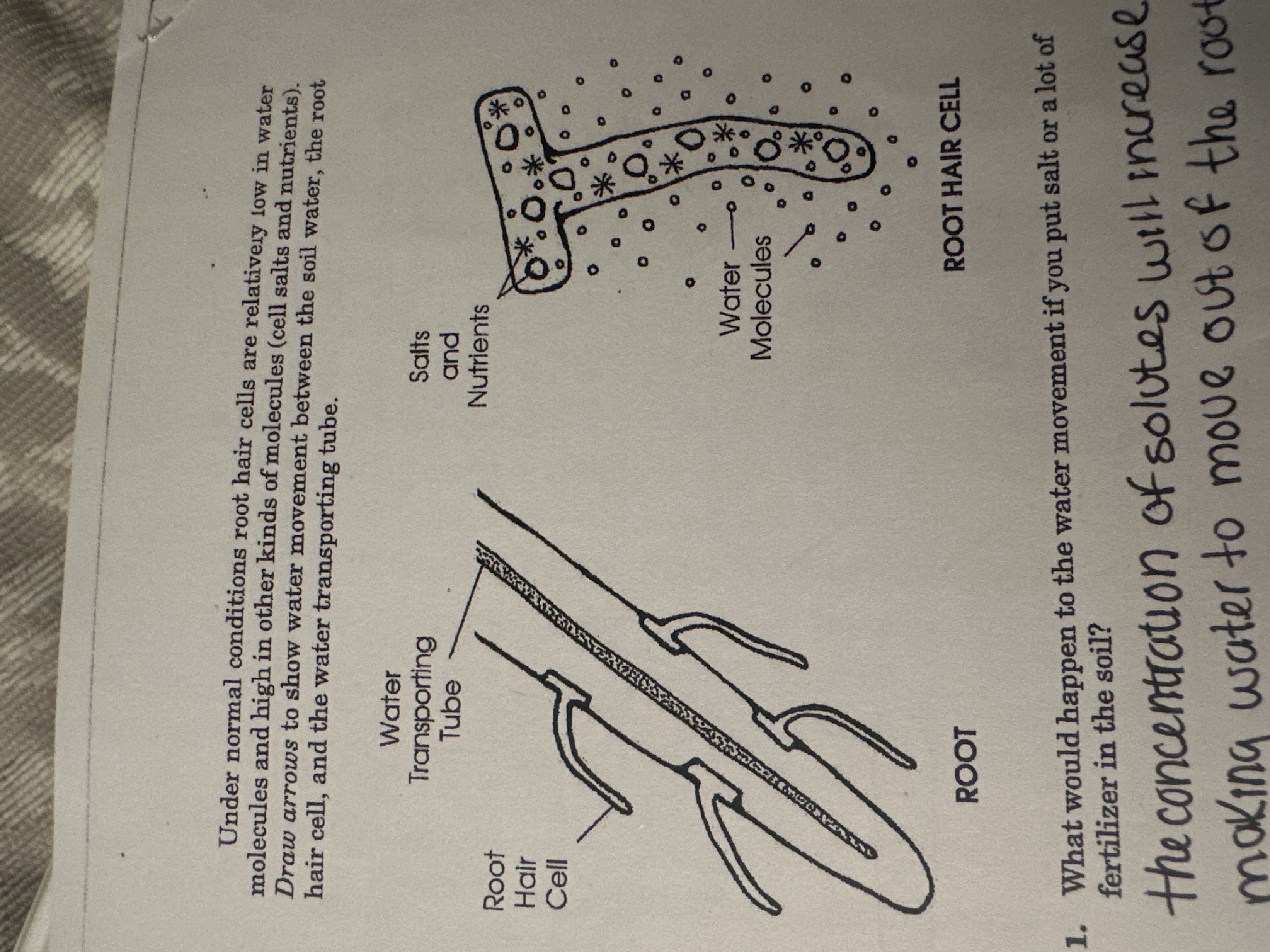 .Under normal conditions root hair cells are | Chegg.com