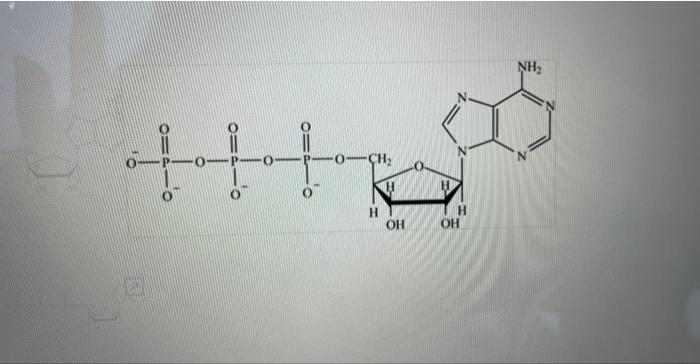 Solved Which is the structure of ATP? Multiple | Chegg.com