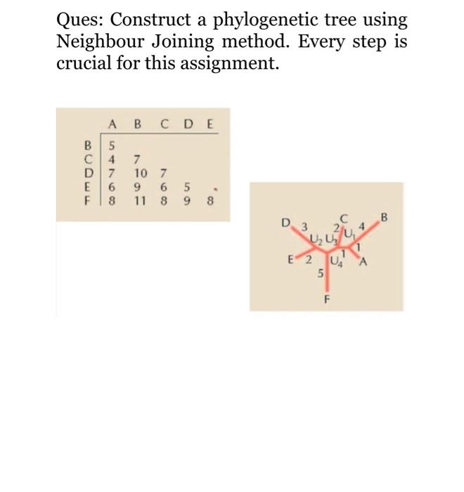 Solved Ques: Construct a phylogenetic tree using Neighbour | Chegg.com