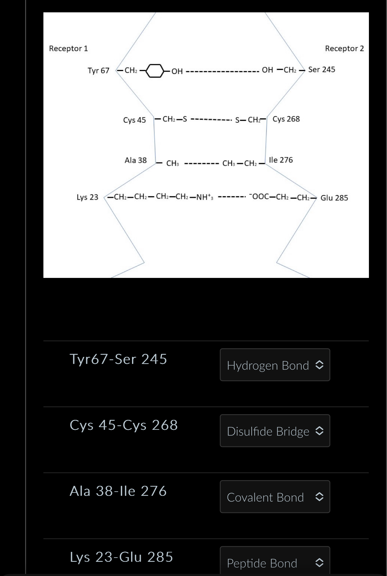 Solved Tyr67-Ser 245Hydrogen BondCys 45-Cys 268Disulfide | Chegg.com
