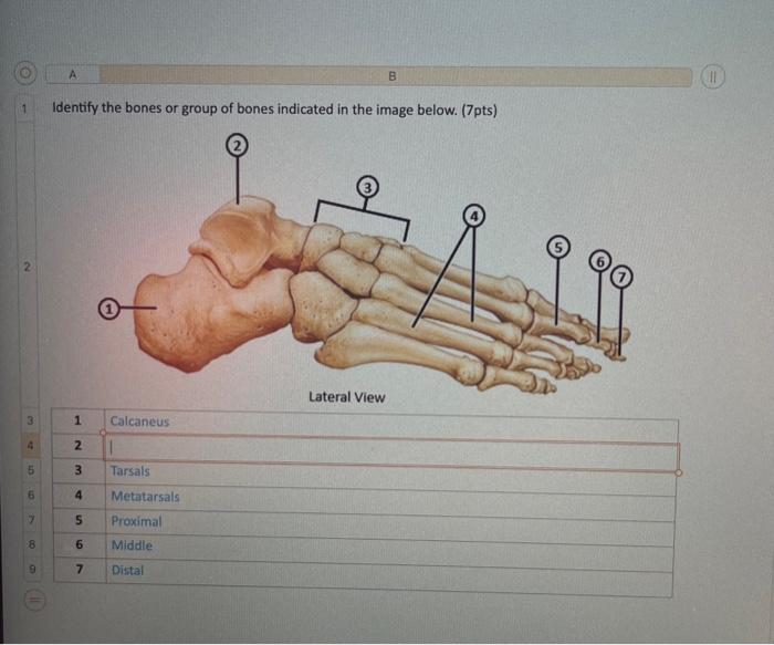 Identify the bones or group of bones indicated in the | Chegg.com