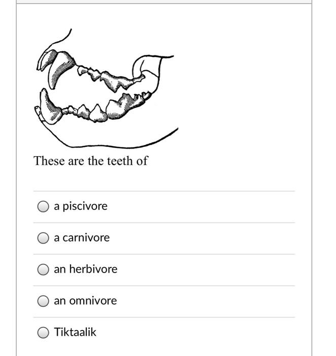 Solved These are the teeth of a piscivore a carnivore an | Chegg.com