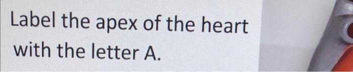 Label the apex of the heart with the letter A. | Chegg.com