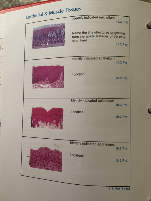 Solved Epithelial & Muscle Tissues Identify indicated | Chegg.com