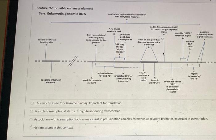 Solved Feature "a": possible cohesin binding site. analysis | Chegg.com