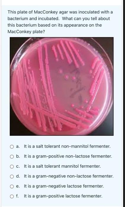 Solved This plate of MacConkey agar was inoculated with a | Chegg.com