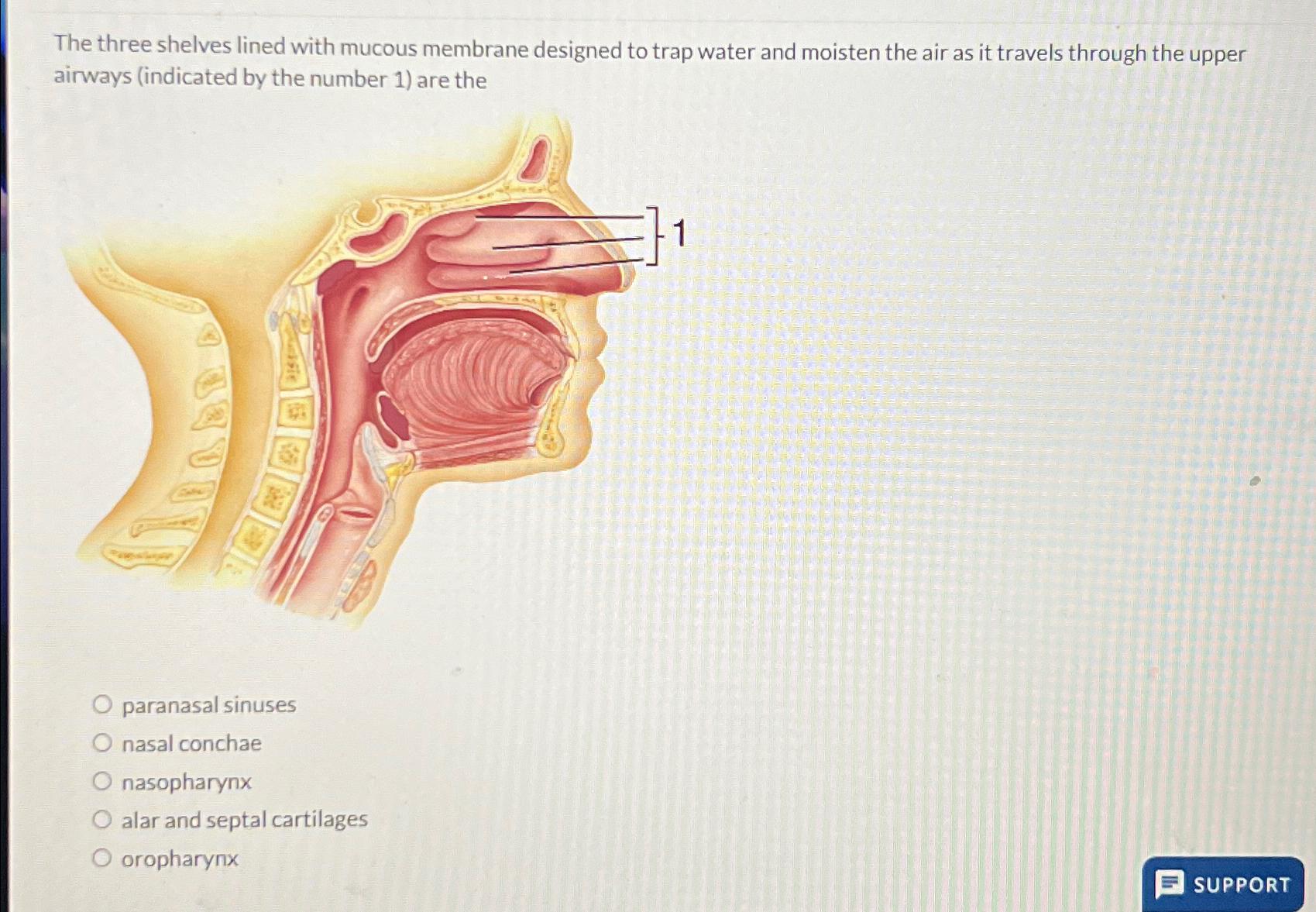 Solved The three shelves lined with mucous membrane designed | Chegg.com
