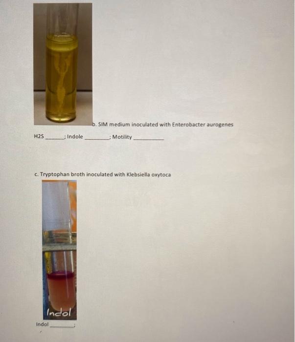 Solved 1. Observe the following SIM media inoculated with | Chegg.com