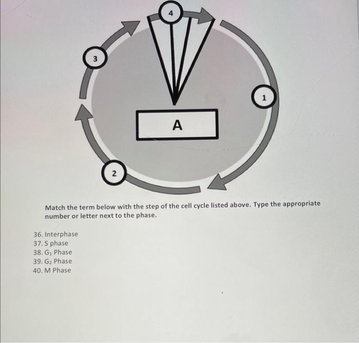 Solved Match the term below with the step of the cell cycle | Chegg.com