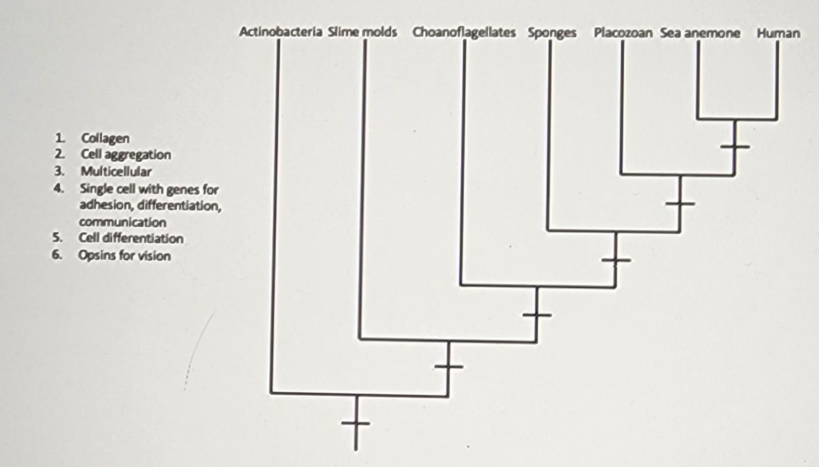 Solved The phylogeny below shows hatch marks for the | Chegg.com