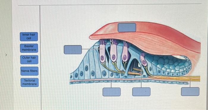 Solved Please label this diagram. | Chegg.com Solved Please label this diagram. | Chegg.com