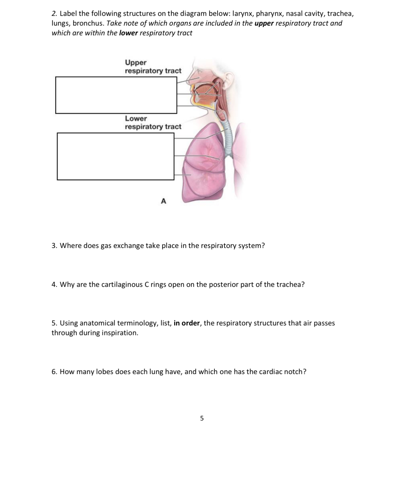 Solved Label the following structures on the diagram below: | Chegg.com