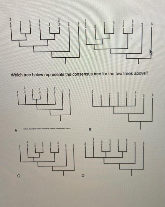 Which tree below represents the consensus tree for | Chegg.com