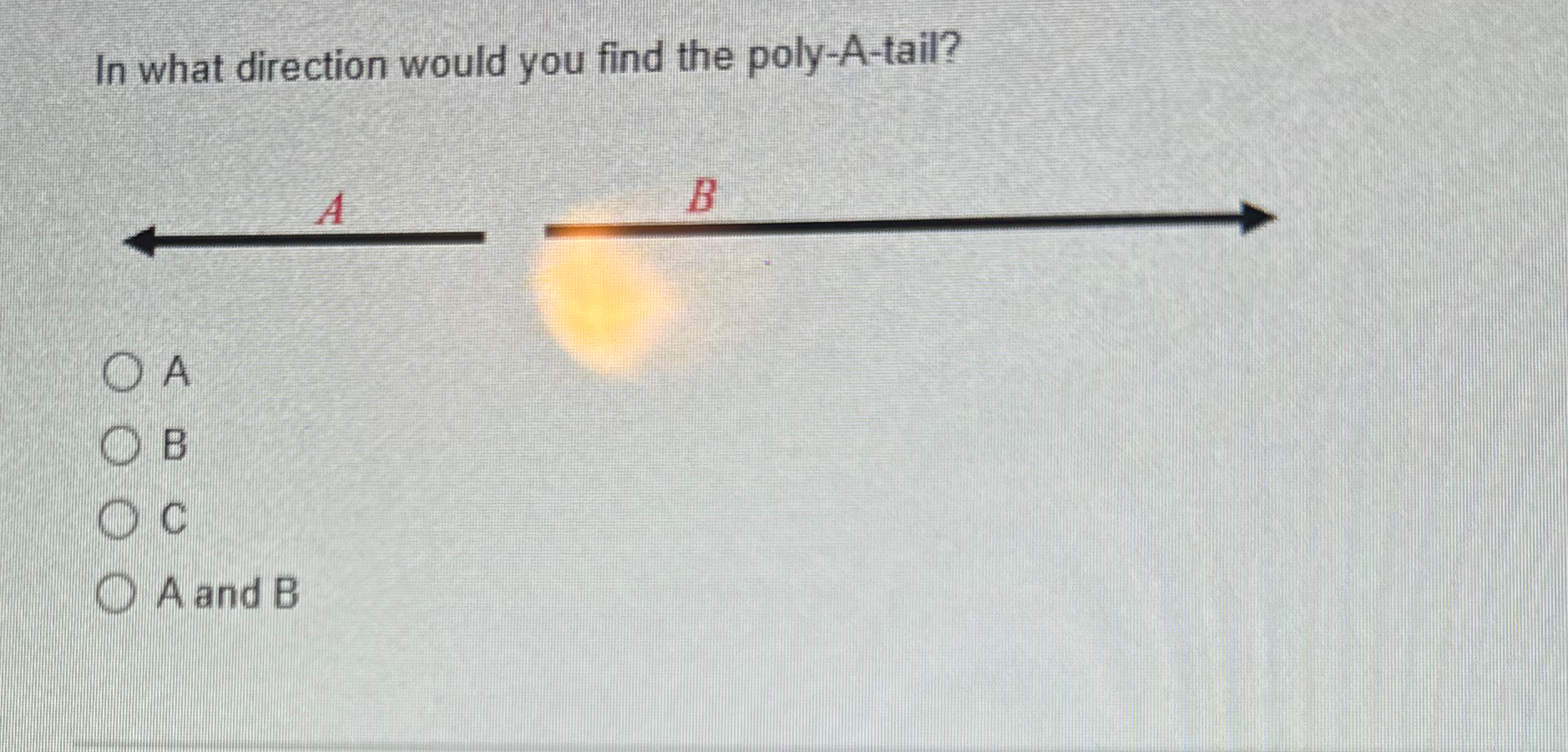 Solved In what direction would you find the poly-A-tail? B A | Chegg.com