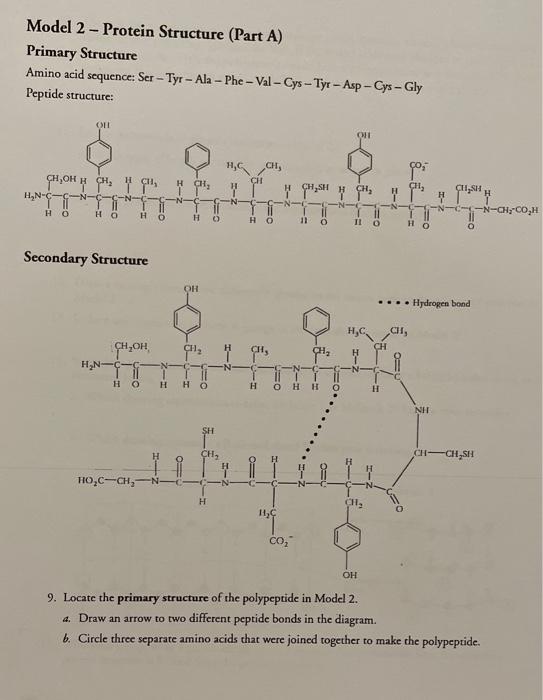 Solved Model 2 - Protein Structure (Part A) Primary | Chegg.com
