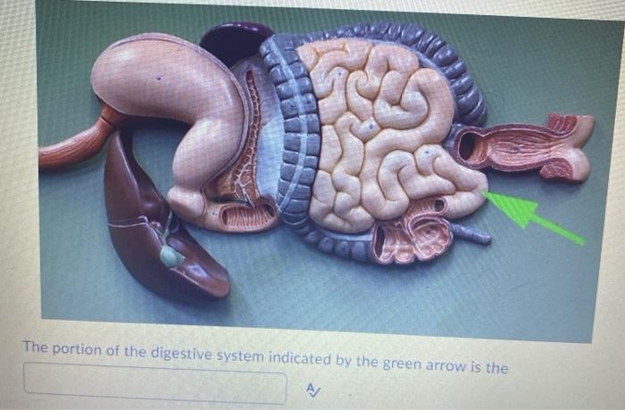 Solved The portion of the digestive system indicated by the | Chegg.com