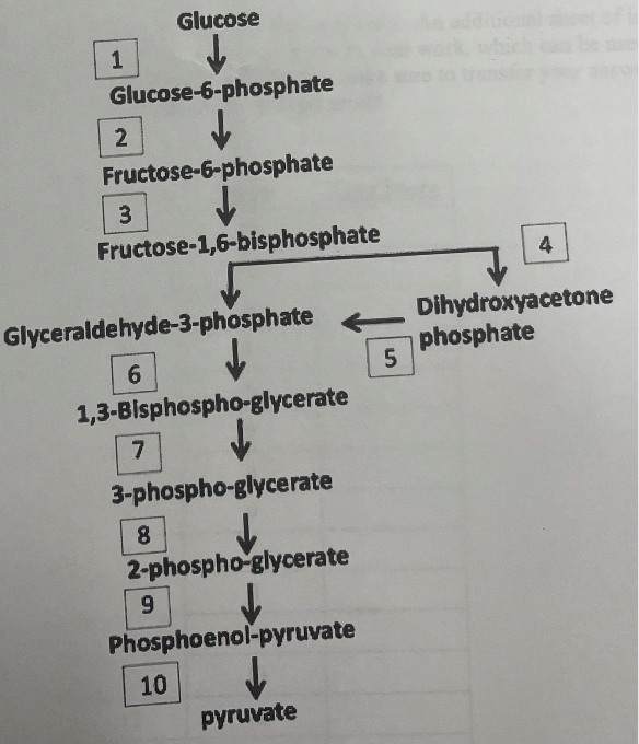 Solved Answer the following questions about glycolysis using | Chegg.com