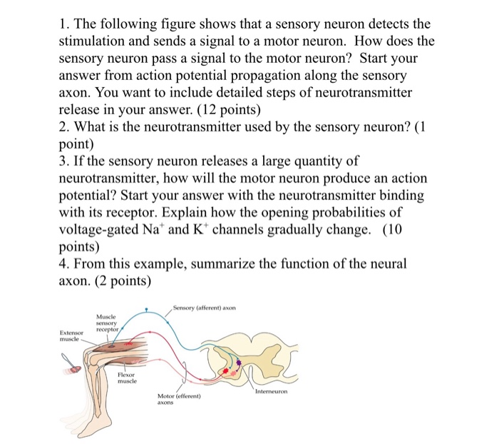 Solved 1. The following figure shows that a sensory neuron | Chegg.com