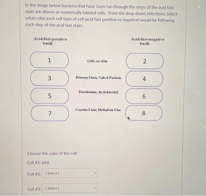 Solved In the image below bacteria that have been run | Chegg.com