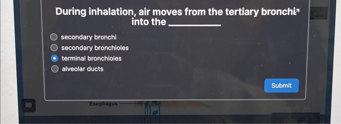 Solved During inhalation, air moves from the tertiary | Chegg.com